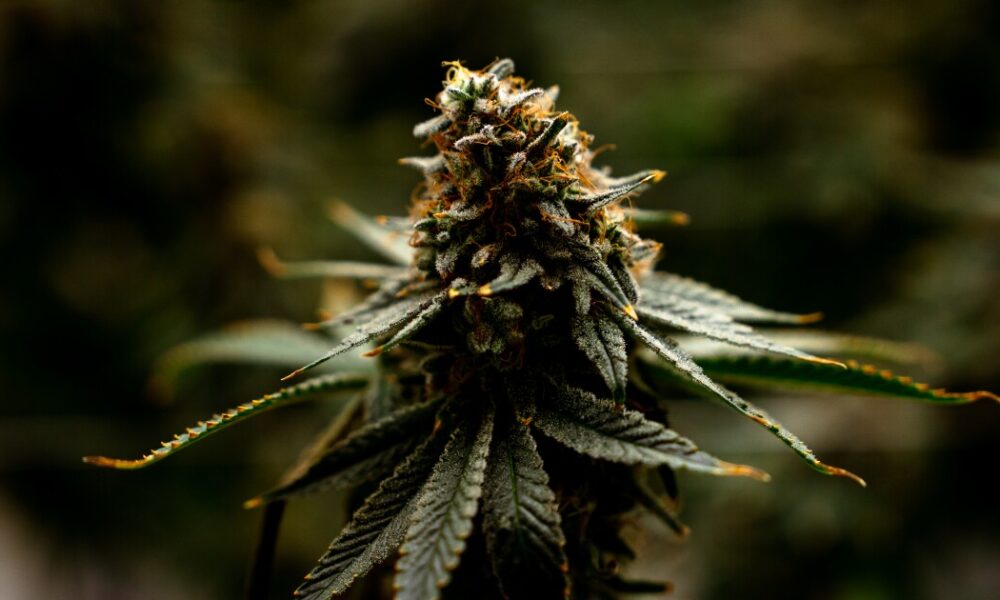 St. Louis Rapper CTS Luh Wick Acquitted of Murder | St. Louis – StLouis ...