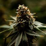 St. Louis Rapper CTS Luh Wick Acquitted of Murder | St. Louis – StLouis ...